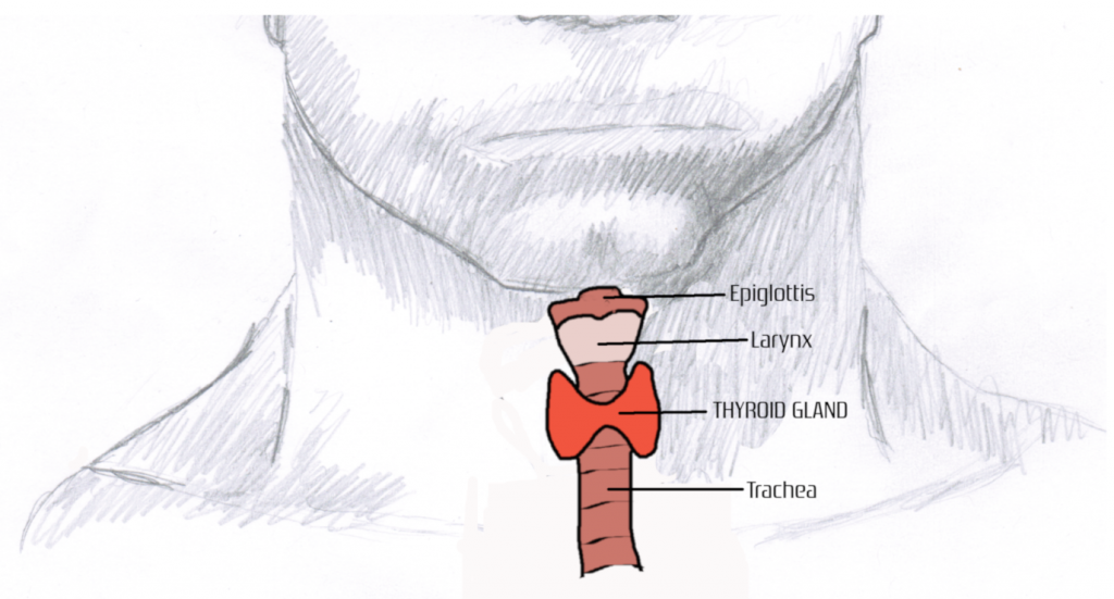 Understanding Thyroid Disease and Laboratory Thyroid Function Tests: An ...