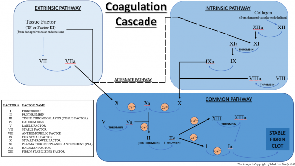 Hemostasis - Part 1 - Primary and Secondary Hemostasis - Med Lab Study Hall