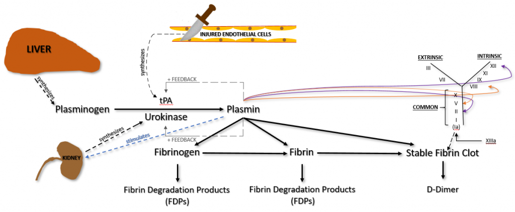 Hemostasis - Part 2 - Fibrinolysis and Fibrinolytic Therapy - Med Lab ...