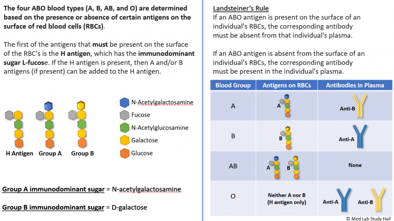 ABO Discrepancies - When Blood Typing Doesn't Match - Med Lab Study Hall