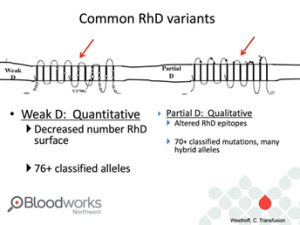 The Rh Blood Group System: Are You Positive? - Med Lab Study Hall