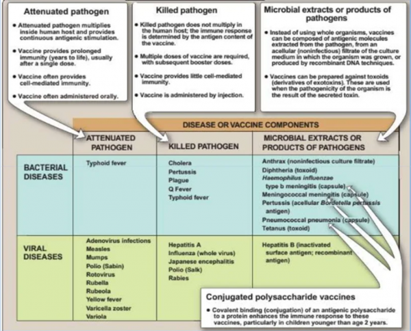 A Brief Introduction to Immunity and Immune Response - Med Lab Study Hall