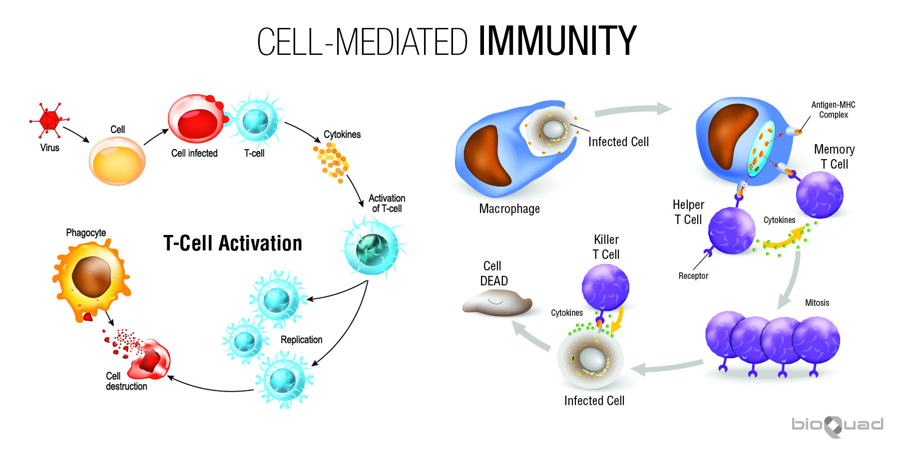 A Brief Introduction to Immunity and Immune Response - Med Lab Study Hall