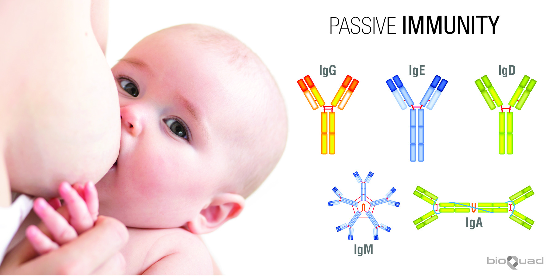 A Brief Introduction to Immunity and Immune Response - Med Lab Study Hall