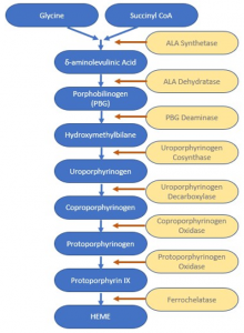 Blood Blog 1 – The Heme Molecule and Hemoglobin - Med Lab Study Hall